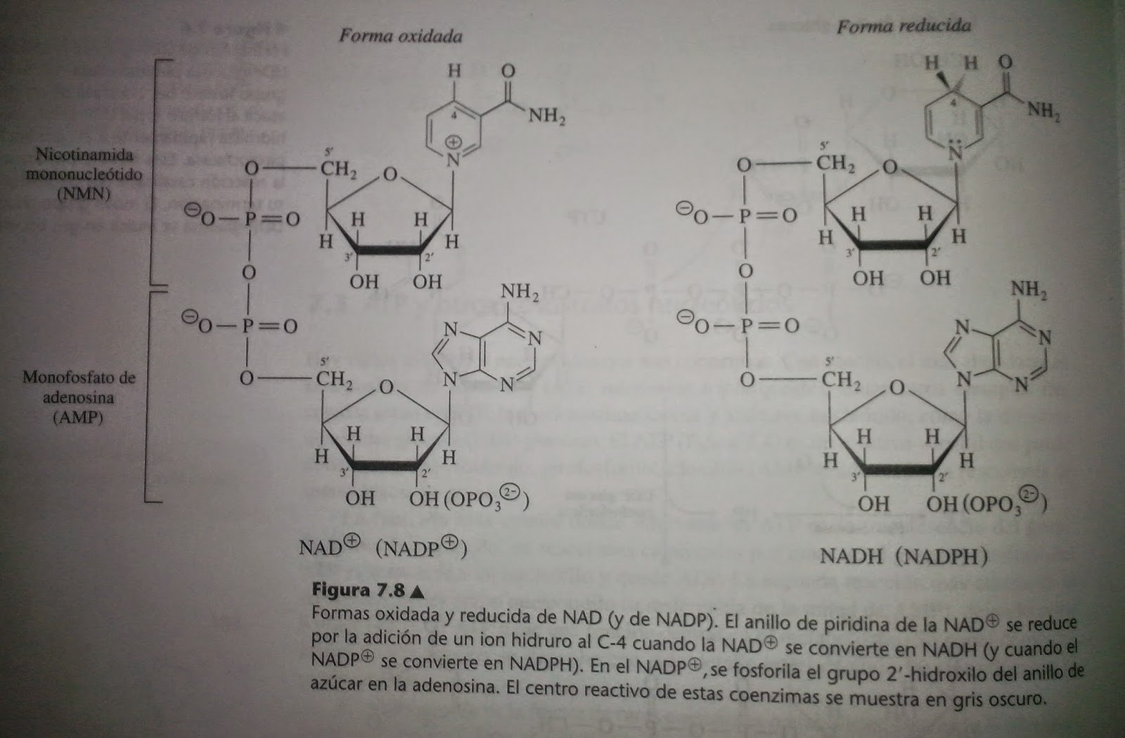 coenzimas: NAD Y NADP