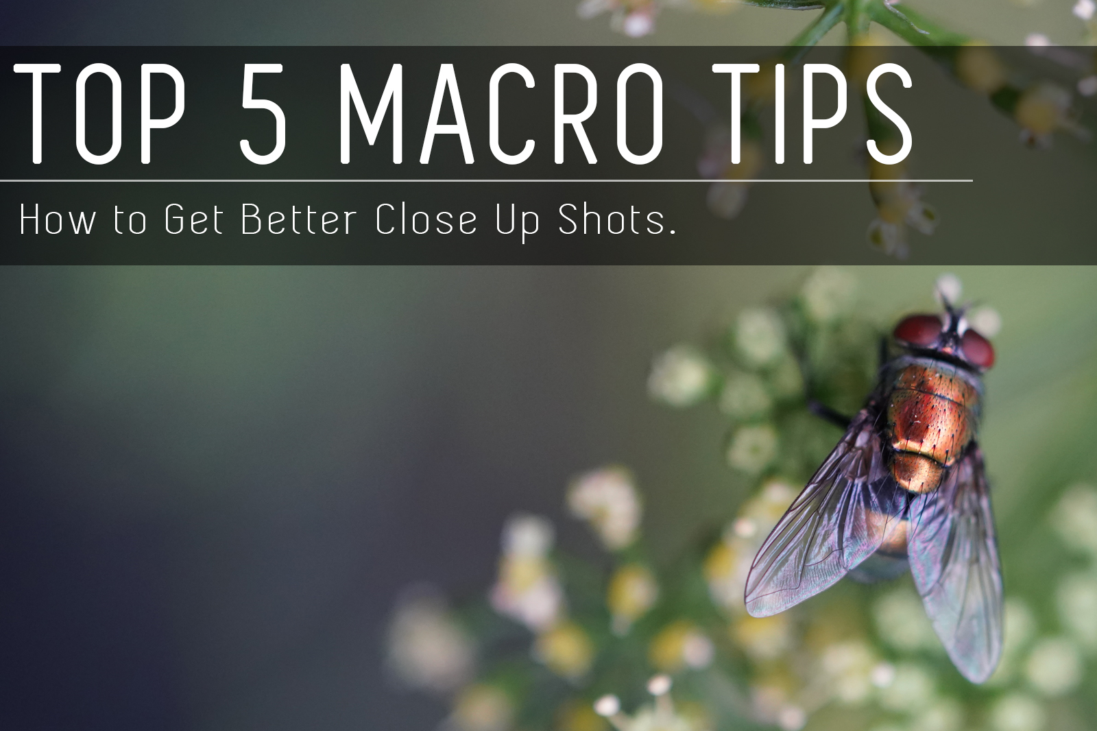 Blog Top 5 Macro Tips - How to Get Better Close Up Shots
