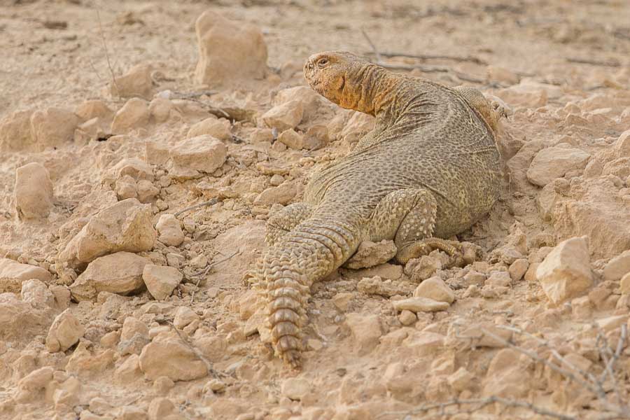 Birds of Saudi Arabia: More Arabian Spiny-tailed Lizards – Dhahran Hills