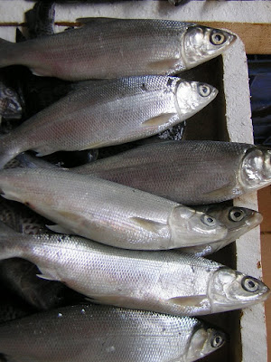 Indonesia Milkfish Factory, How to Fillet Milkfish, Fresh Milkfish ...