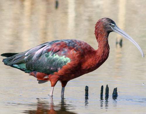 Glossy ibis | Birds of India | Bird World