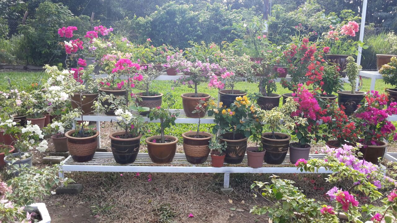 Pelbagai Bentuk Dan Corak Pasu Ceramik