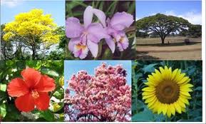 Un Poco del Estado Lara: La Flora