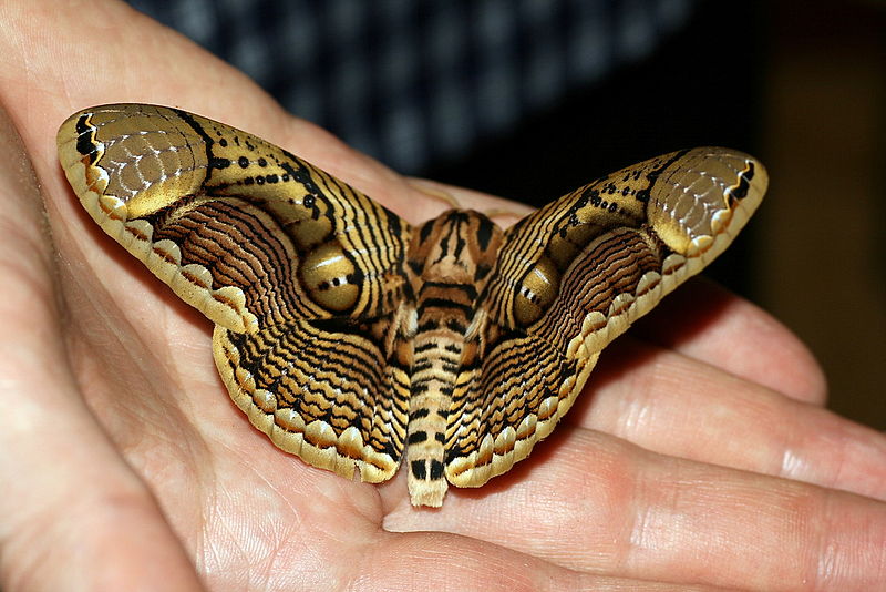 My Temple of Nature: Brahmin Beauties