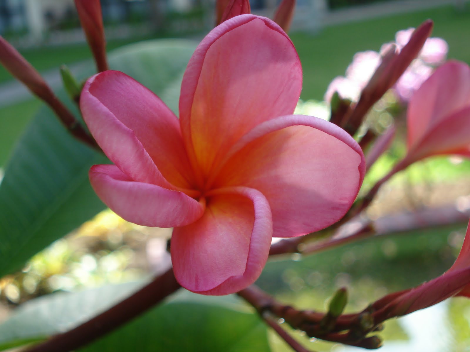 DrieCulturen: Tropische bloemen en verhaaltjes