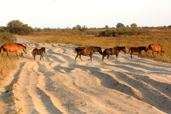 CRISTIAN NISTOR: CAI SALBATICI PE DUNELE DE NISIP IN DELTA DUNARII