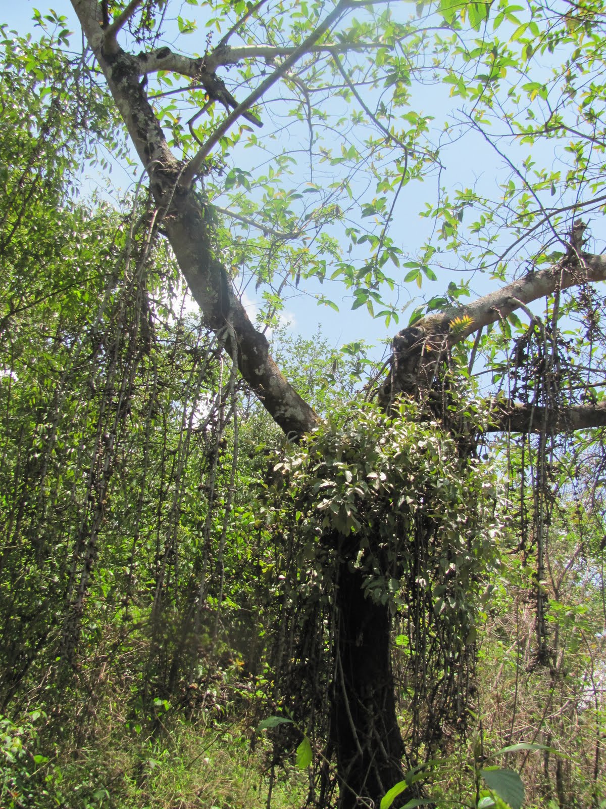 Village View: Local trees of Nagaland