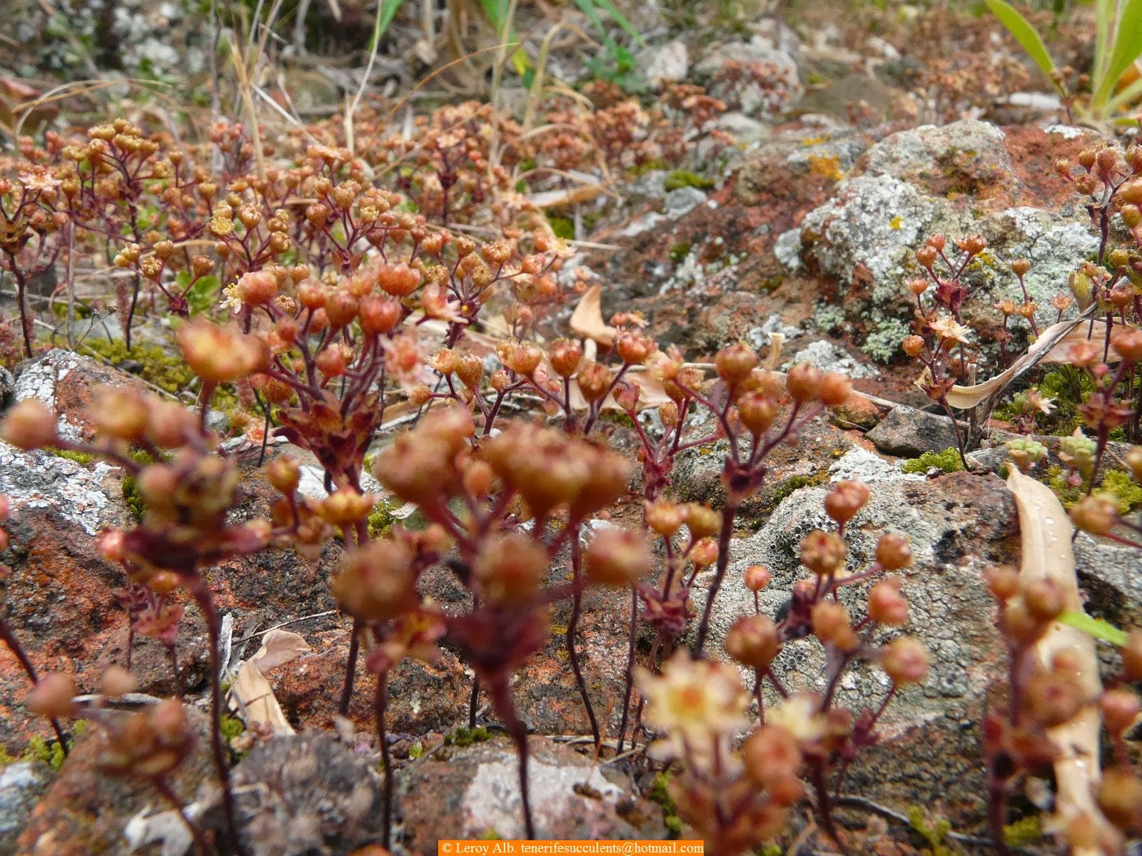 Excotic Flora and Canarian Flora : Crassulaceae - Genus Monanthes ...