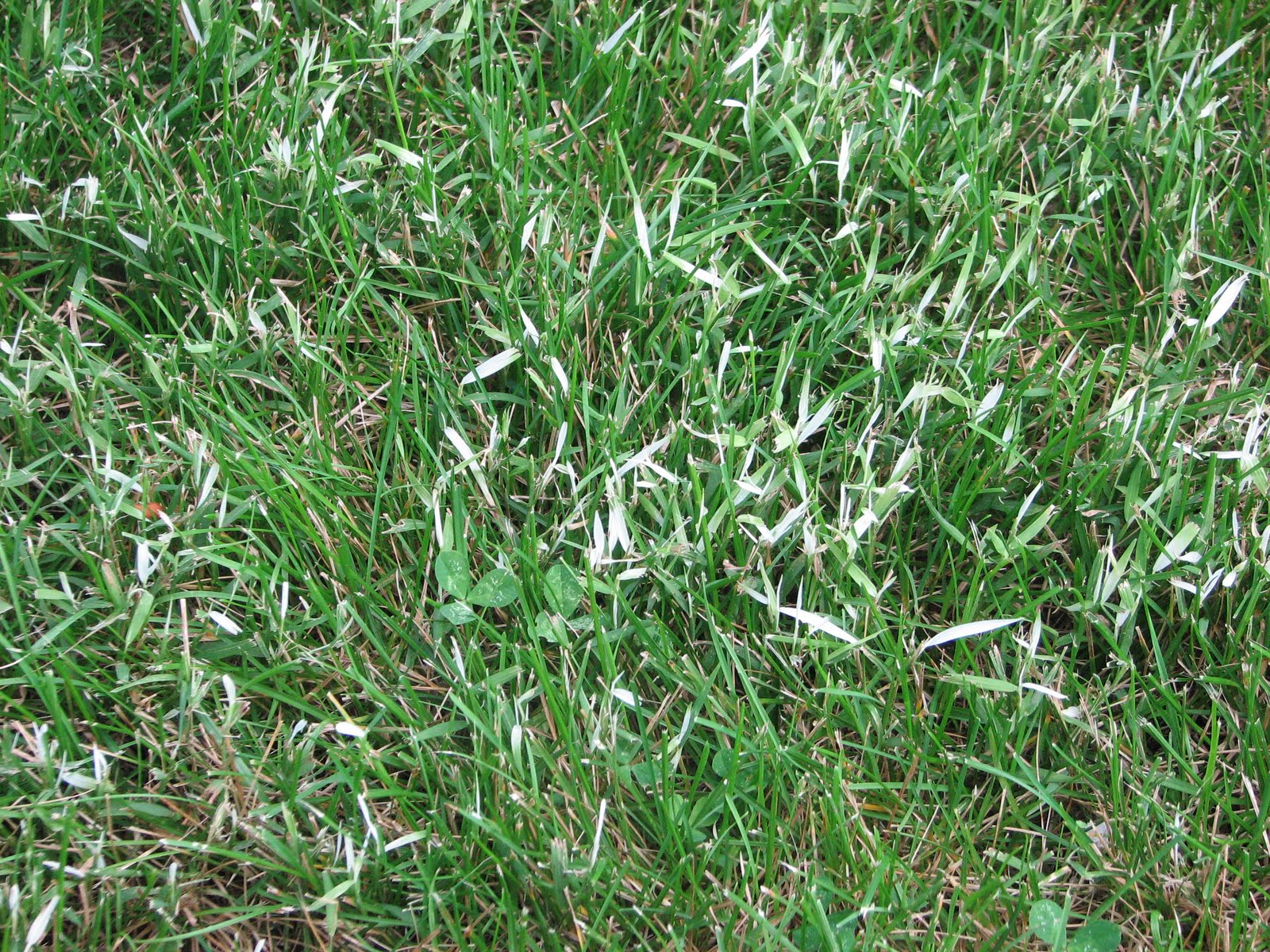 iaTURF: NIMBLEWILL CONTROL IN KENTUCKY BLUEGRASS TURF