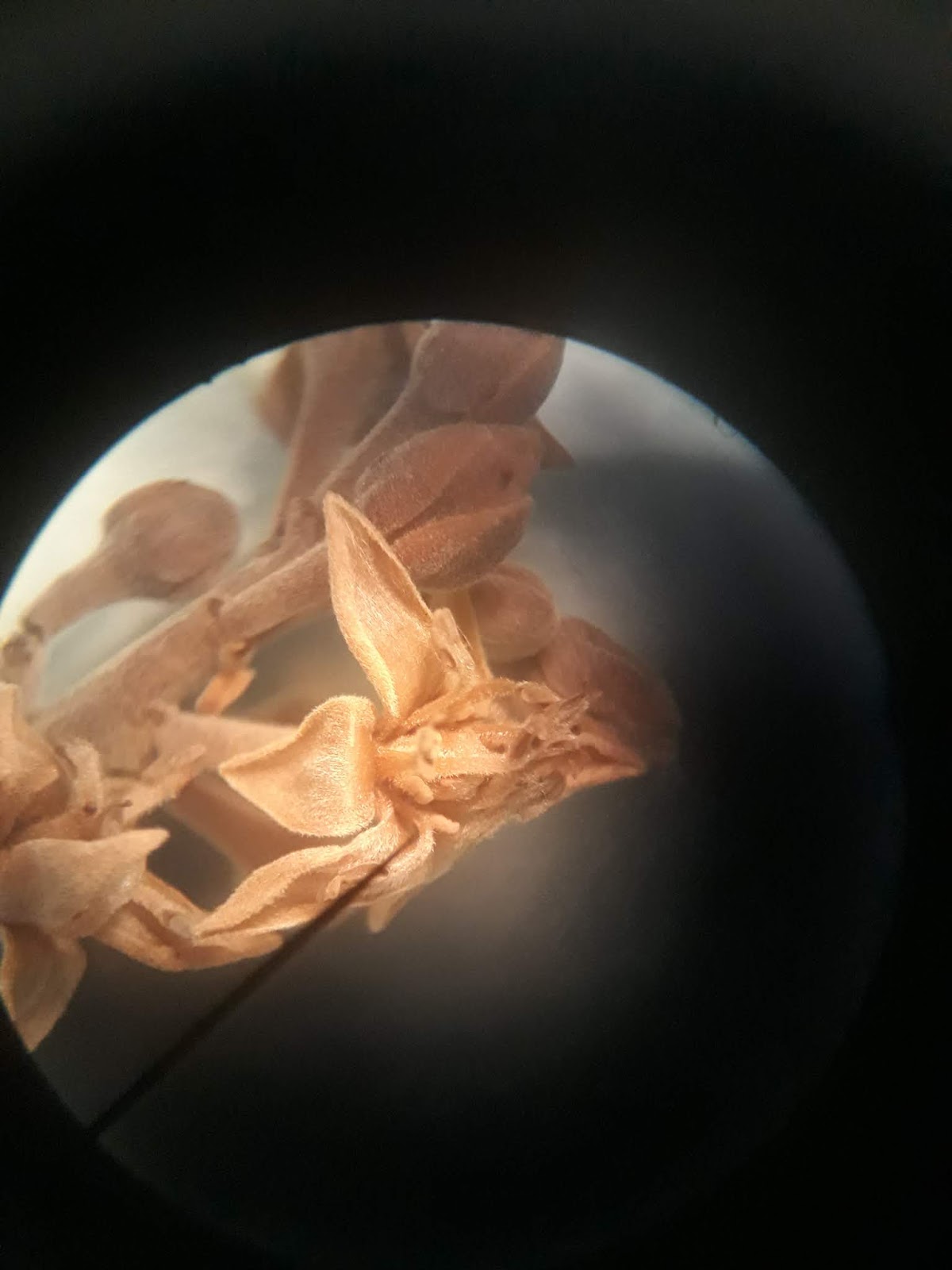 Sistemática Fanerógamas BIO 266 UEFS: abril 2019