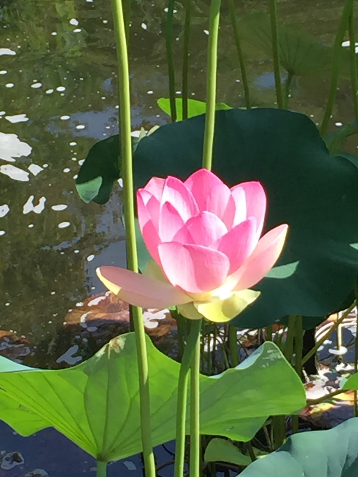 The Kindness Smile Project: Stranger Smile Success Stories