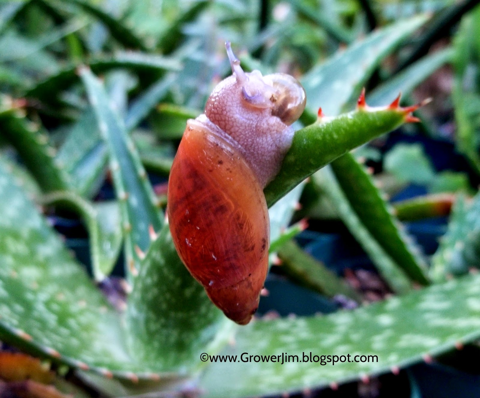 Garden Adventures: Creature Feature - the "good" snail