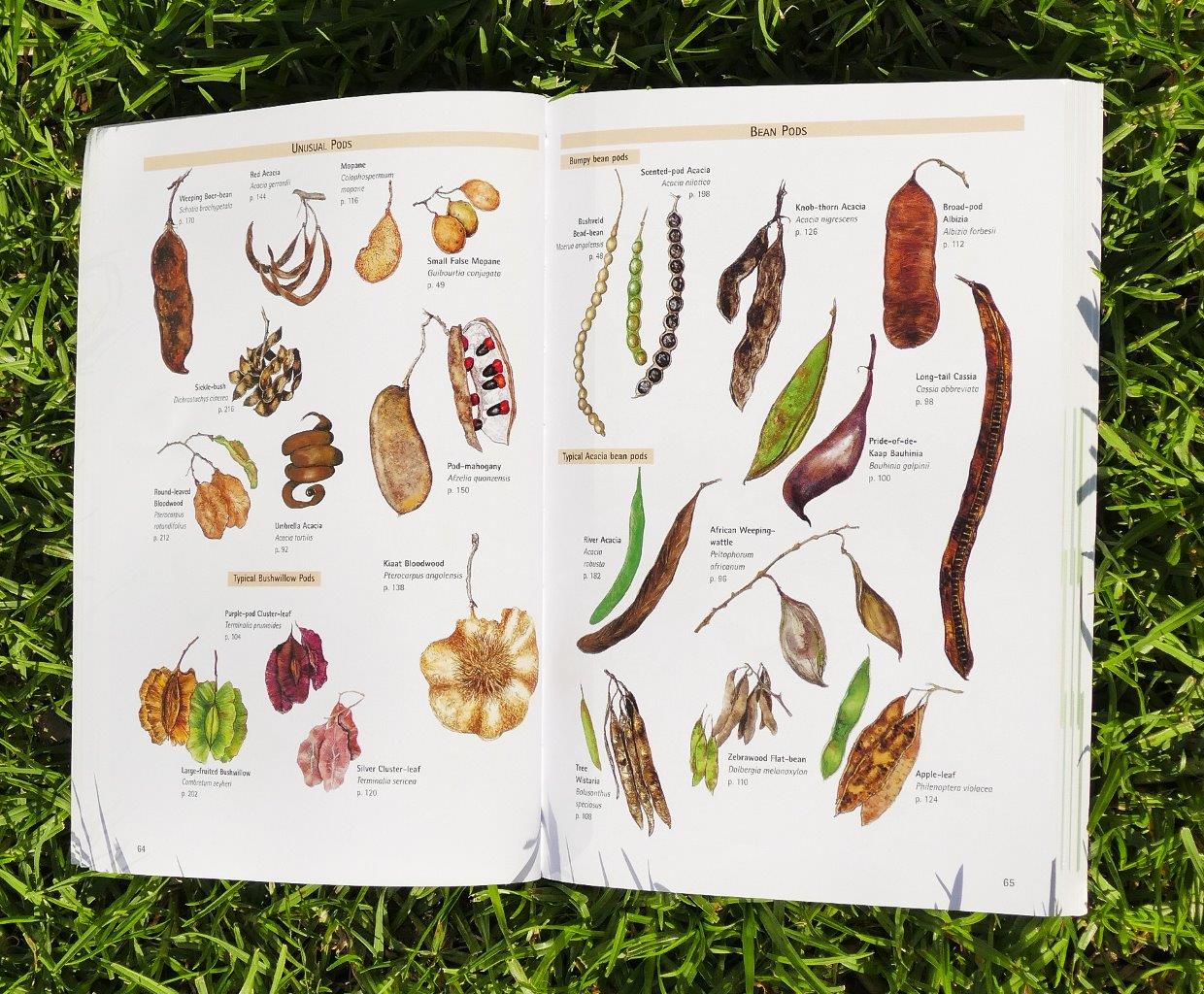 Southern Africa's Ramsar Sites: Sappi Tree Spotting – Lowveld including ...