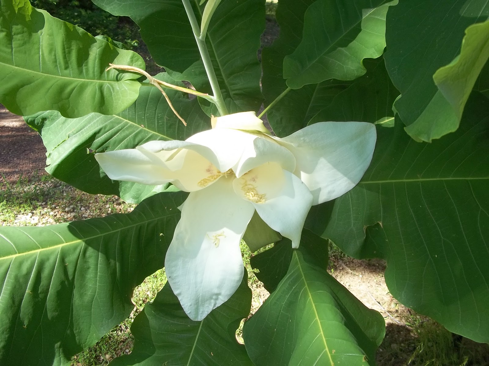 Kilgore Cousins: PLAYING AMONG THE WILD MAGNOLIAS