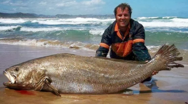 Big Fishes of the World: KOB (Argyrosomus hololepidotus)