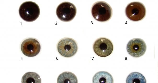 ΦΥΛΕΤΙΚΑ: Οι χρωματικές κλίμακες Bunak