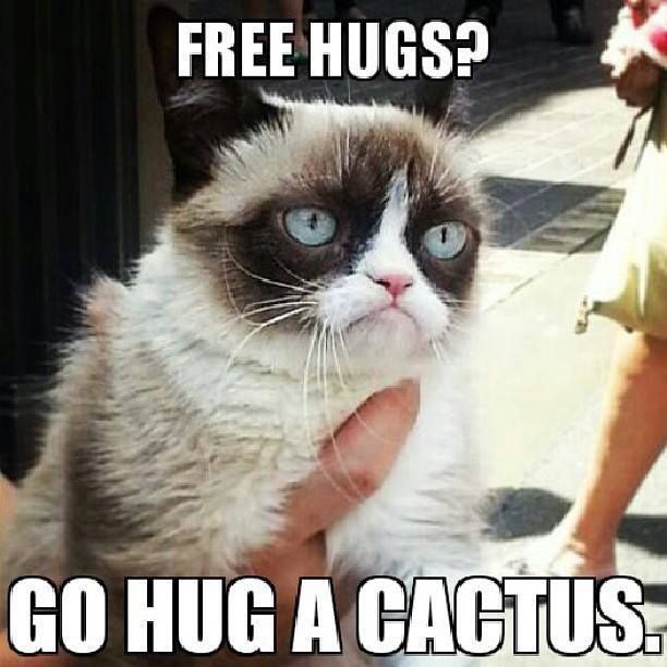 Keep Calm and DIY!: 9 Awesome Grumpy Cat Memes