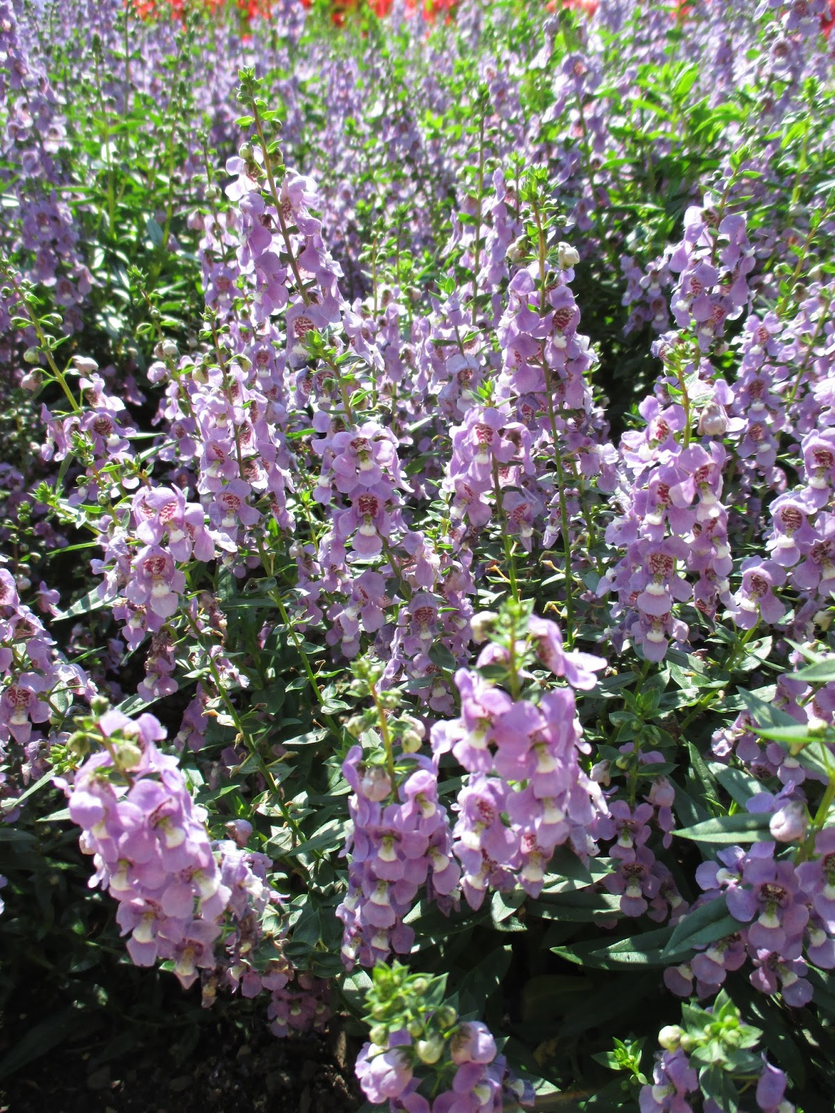 Rotary Botanical Gardens - Hort Blog: Meritorious Summer Snapdragons ...