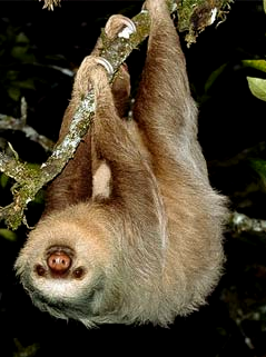 Sloth -Amazing Facts - Ask My Brain - Get More Knowlege