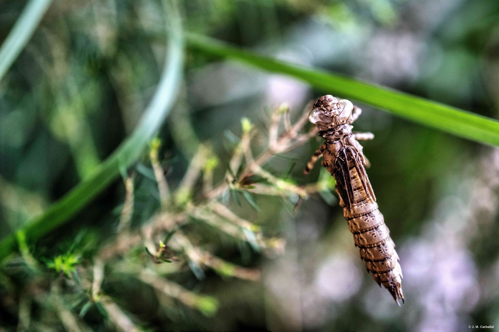 El Blog de Isa y Juan: Las exuvias