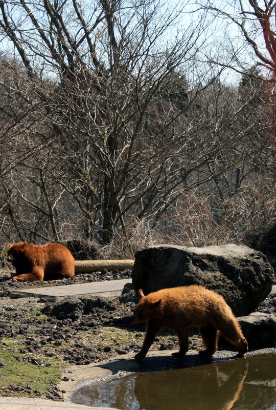 worldstallestpygmy: Fuji Safari park