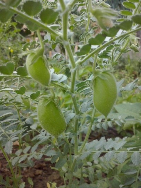 Cristina Alfier: Ceci