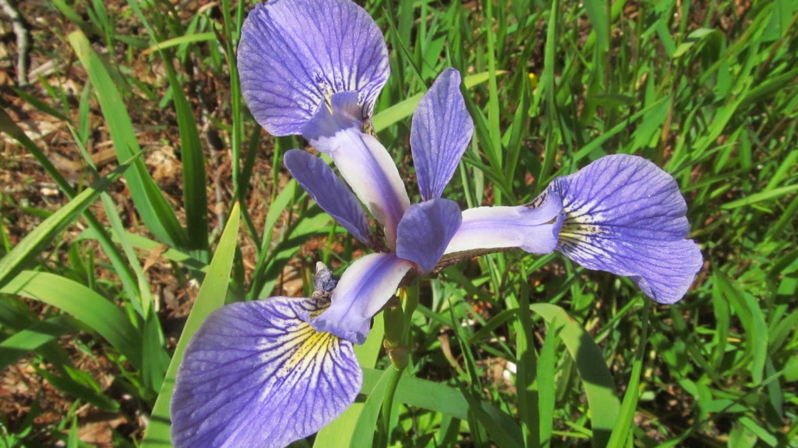 Wandering in Canada: Blue Flag Iris - Iris versicolor - Clajeux