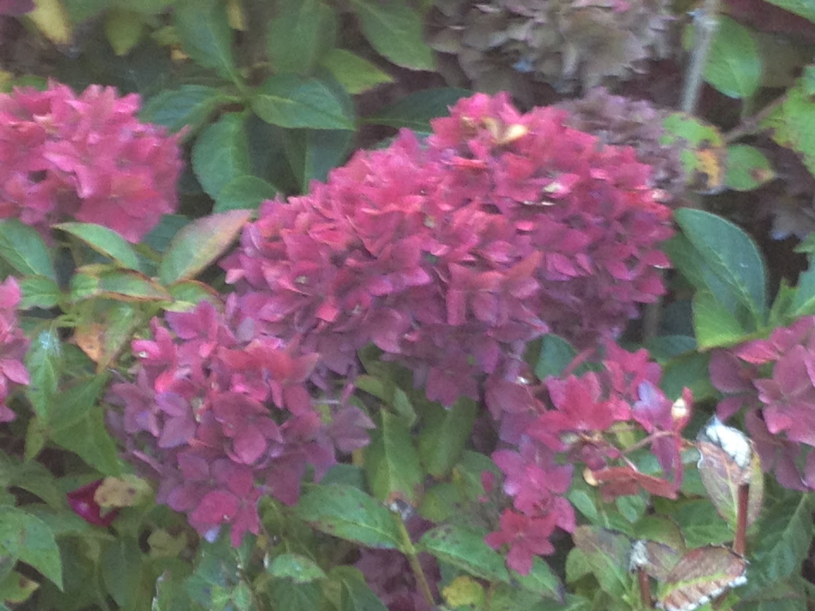 Angela Bikes 4 Hopi: Day 17 & 18: Garberville to Fort Bragg to Gualala