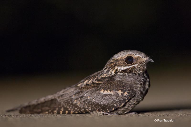 ZAGROS NATURE IMAGES: European Nightjar