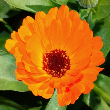 World's Amazing Pictures ,Funny Pictures,Tourist Places,Fruits,Flowers ...