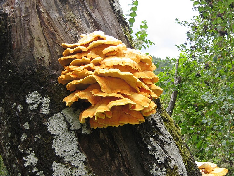 Le Blog "PYRENEES et NATURE" de Benjamin JOFFRE: 19 septembre 2011: Près de CENT espèces lors de ...