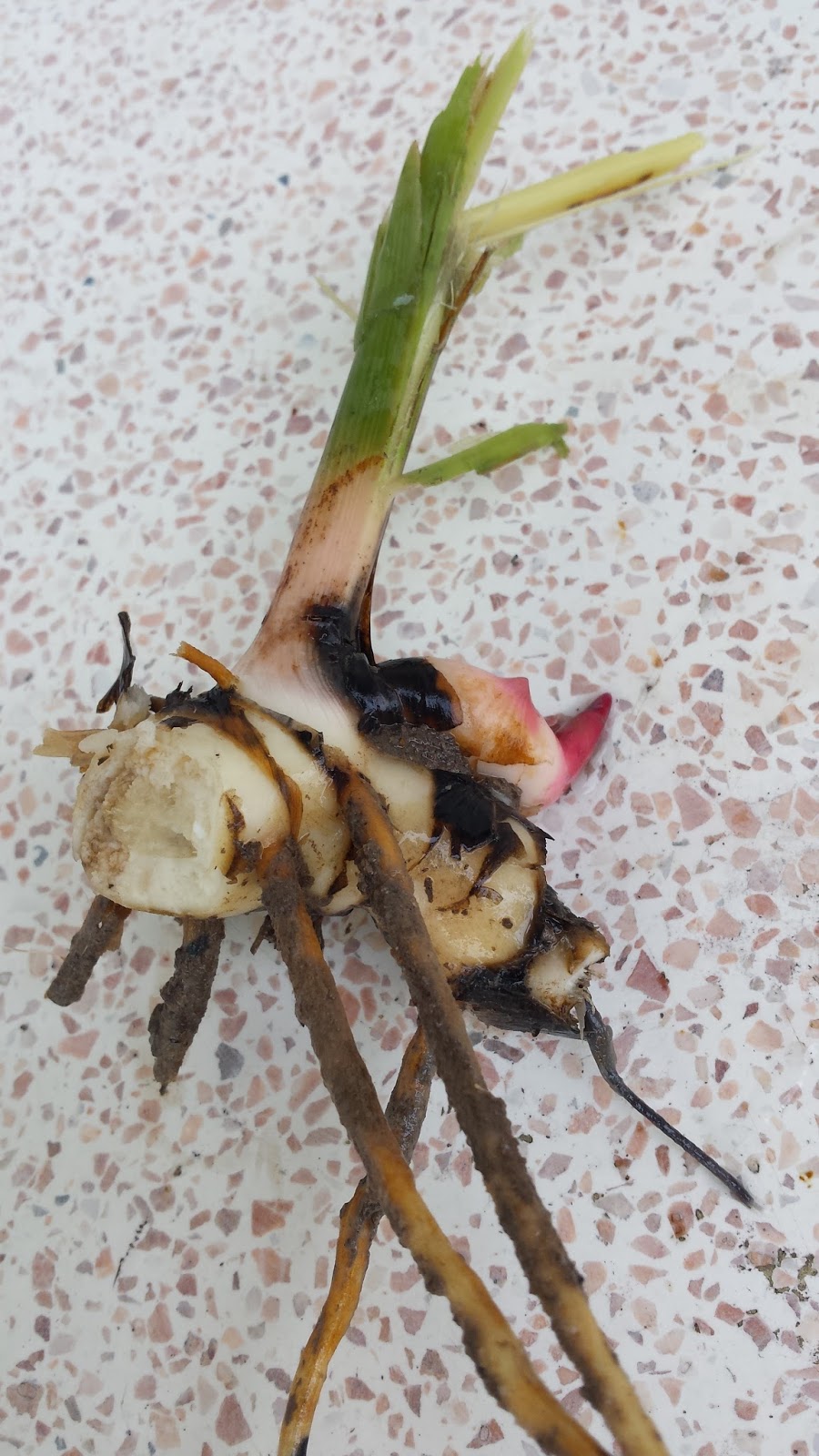 Mein Leben in Thailand : Thailändische Heilpflanzen