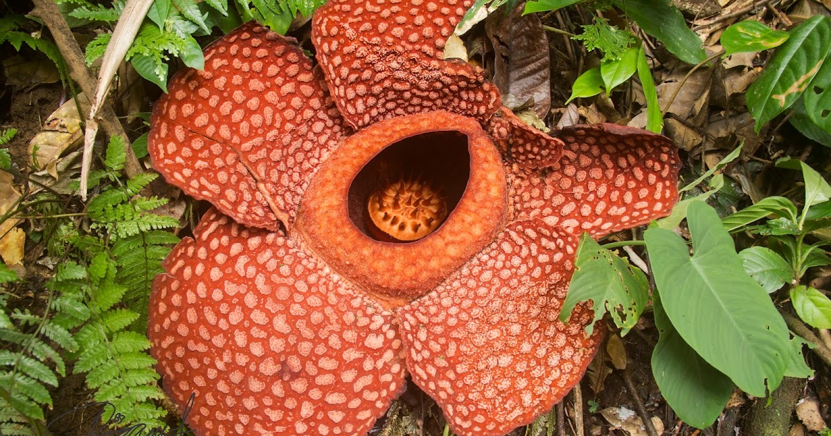 Rafflesia gadutensis Meijer
