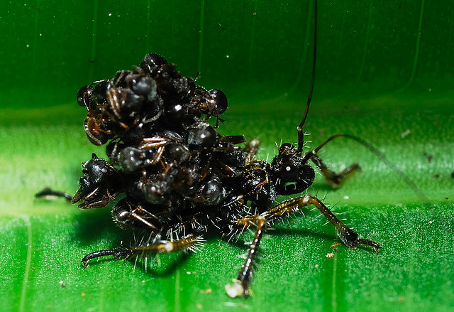 The Assassin Bug – Malaysia’s Macabre Miniscule Murderer | The Ark In Space