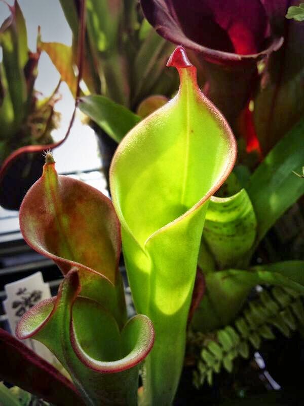 Heliamphora tatei var.tatei #1