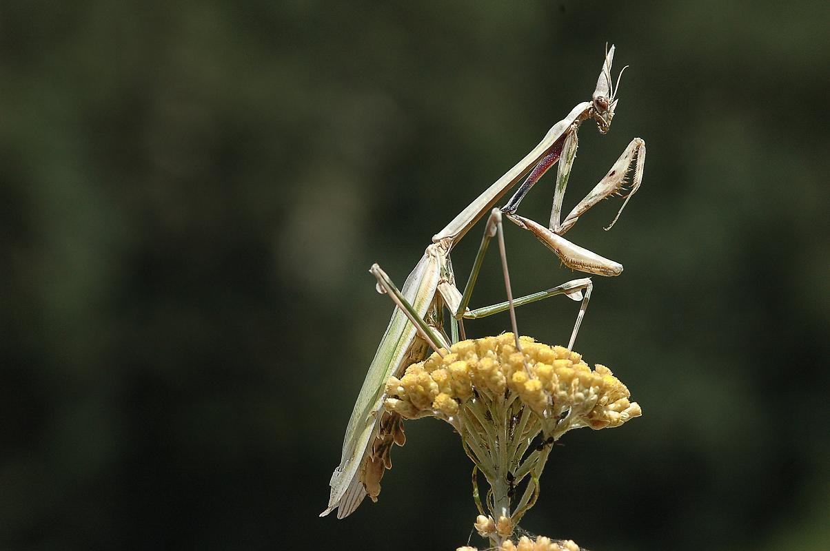 Biodiversidad Costa Granadina y ... (Fauna): Empusa o mantis palo ...