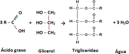 Asteraceae: Lipídios