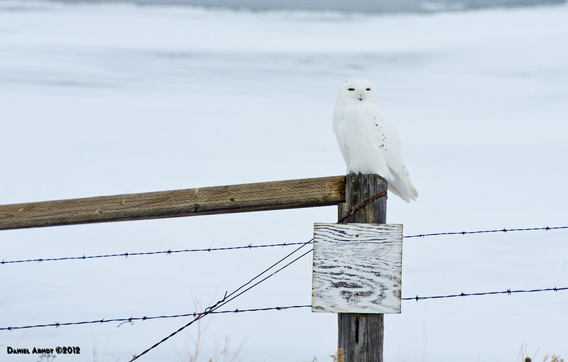 Birding Is Fun!: The Birds of November