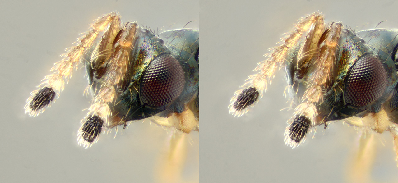 ムシをデザインしたのはダレ？: ヒメコバチ科 Tetrastichus ?howardi ♂