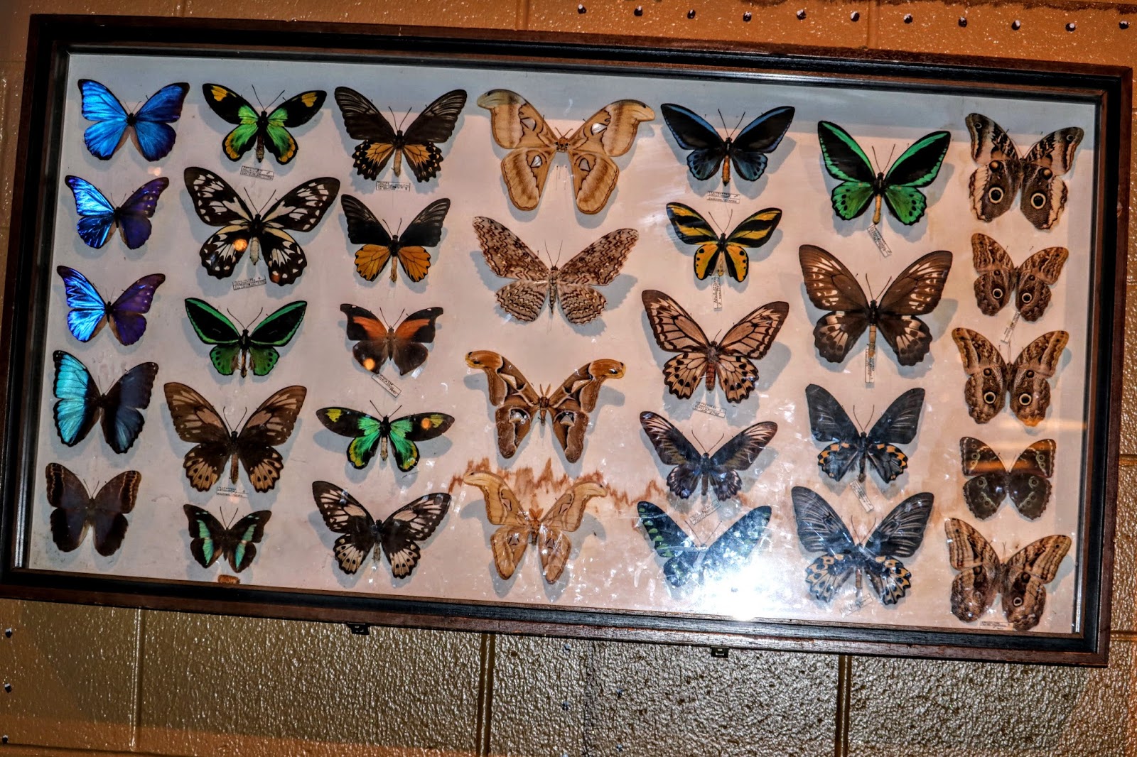 Insect Displays Akron Zoo