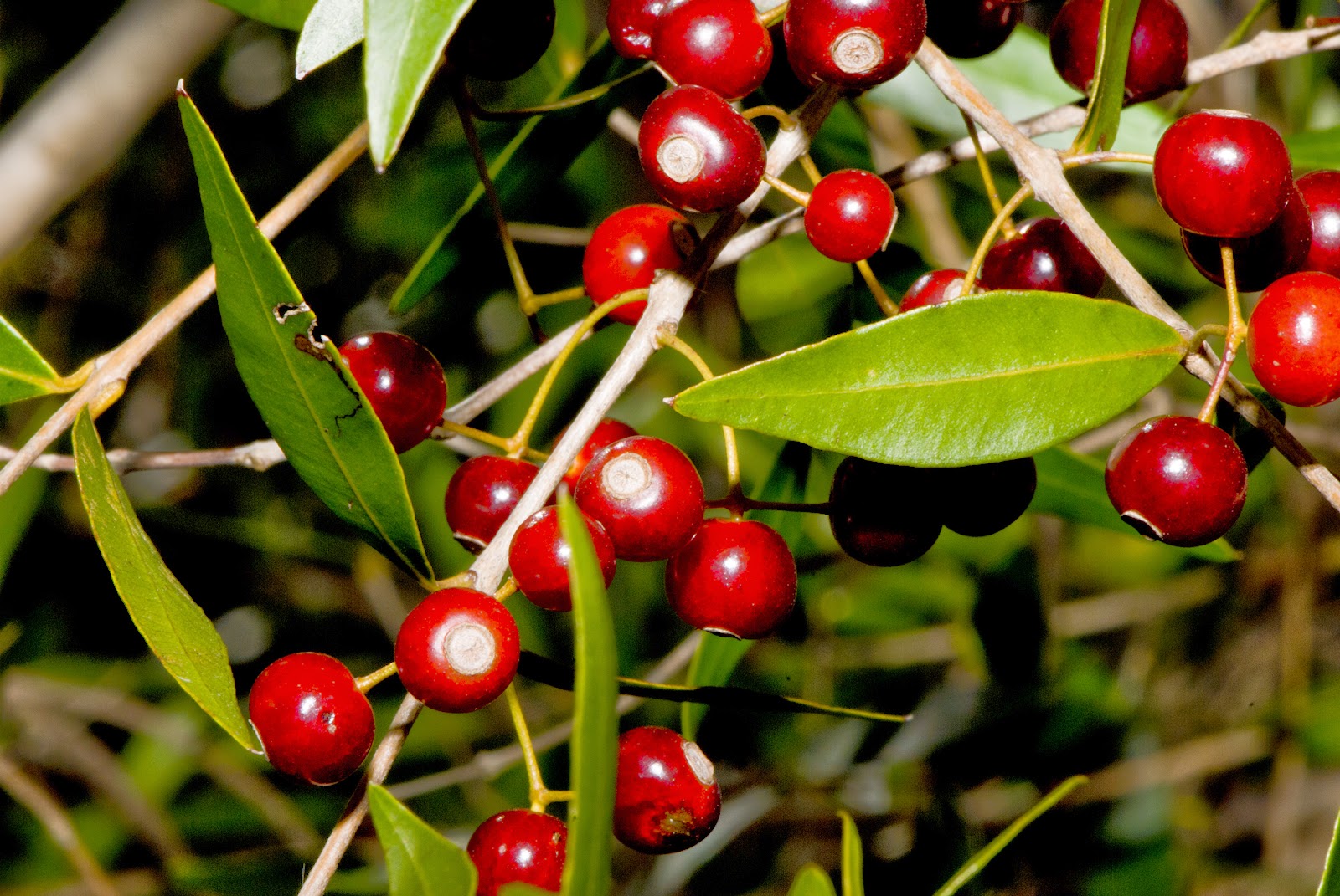 FOTOGRAFIAS DE LA FLORA AUTOCTONA DEL URUGUAY: ARRAYAN