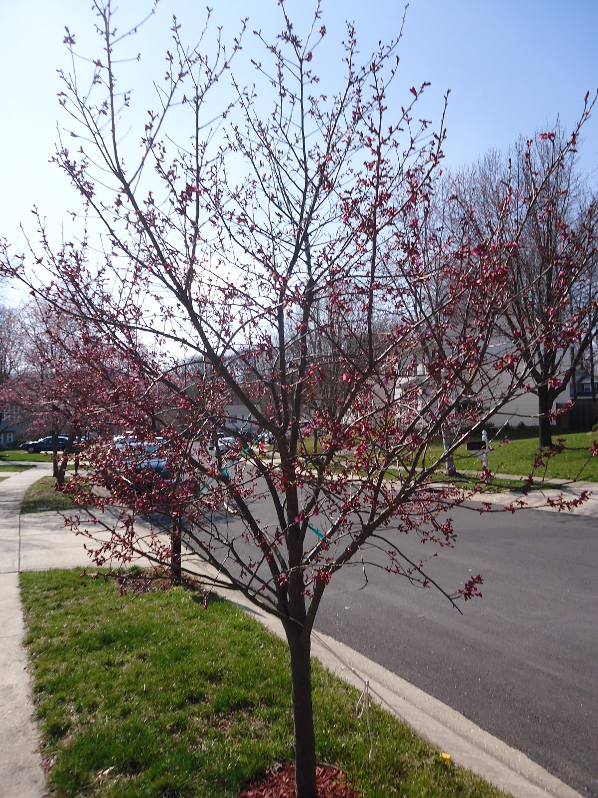 Cherry Trees and Craft project — pictures and video slide show ...
