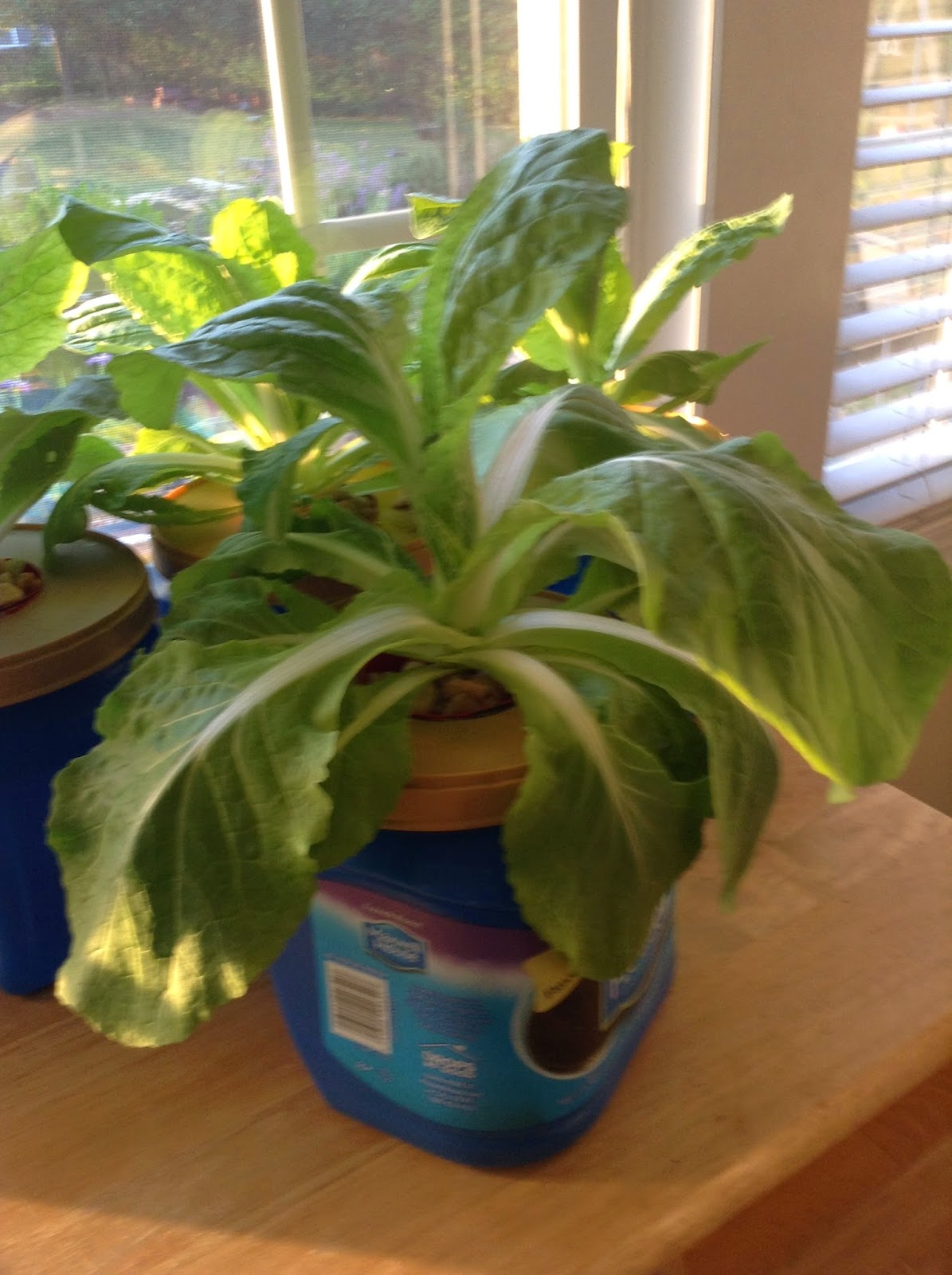 things n dreams: WOW ! Kratky method cabbage update