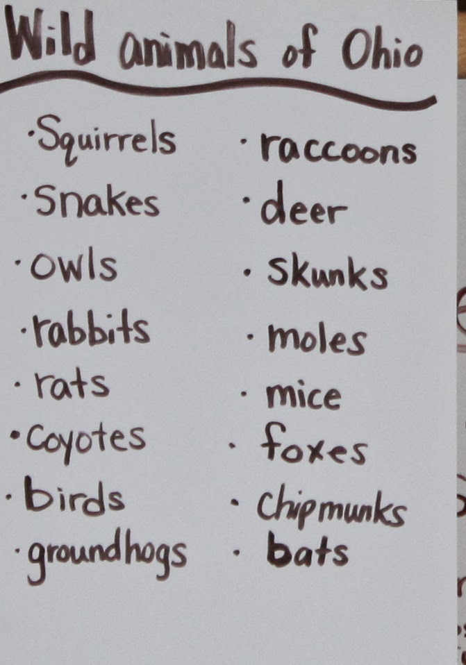 Mrs. Atkin's Kindergarten: Ohio's Wild Animals