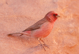 My Travels,My Experiences: National Bird of Jordan