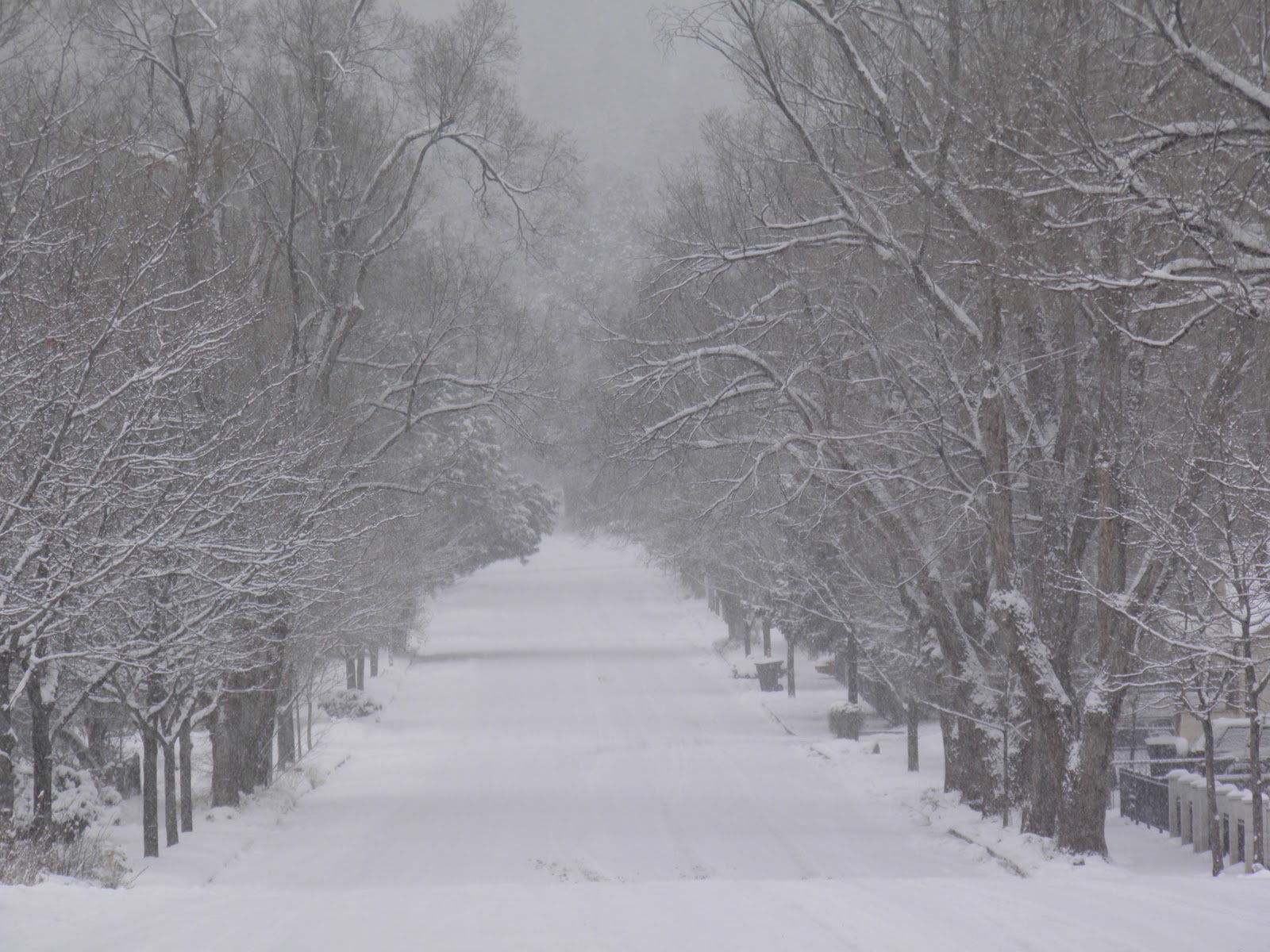 walking flagstaff: snow saturday