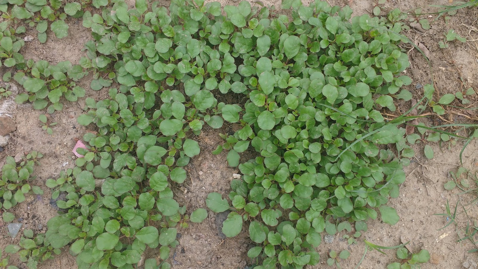 Anithaasleisuretimes: Organic Kitchen Garden - Saranai keerai ...