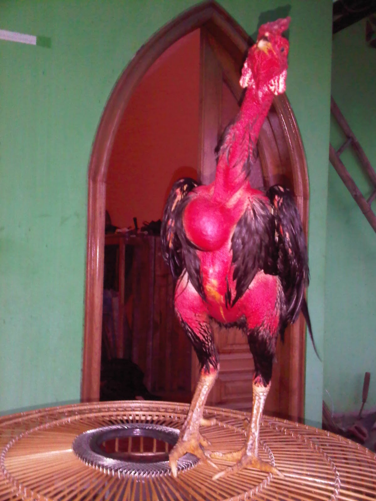 AYAM TANGKAS: PETERNAKAN AYAM SAIGON, BANGKOK, BURMA, ASEEL, MAGON ...