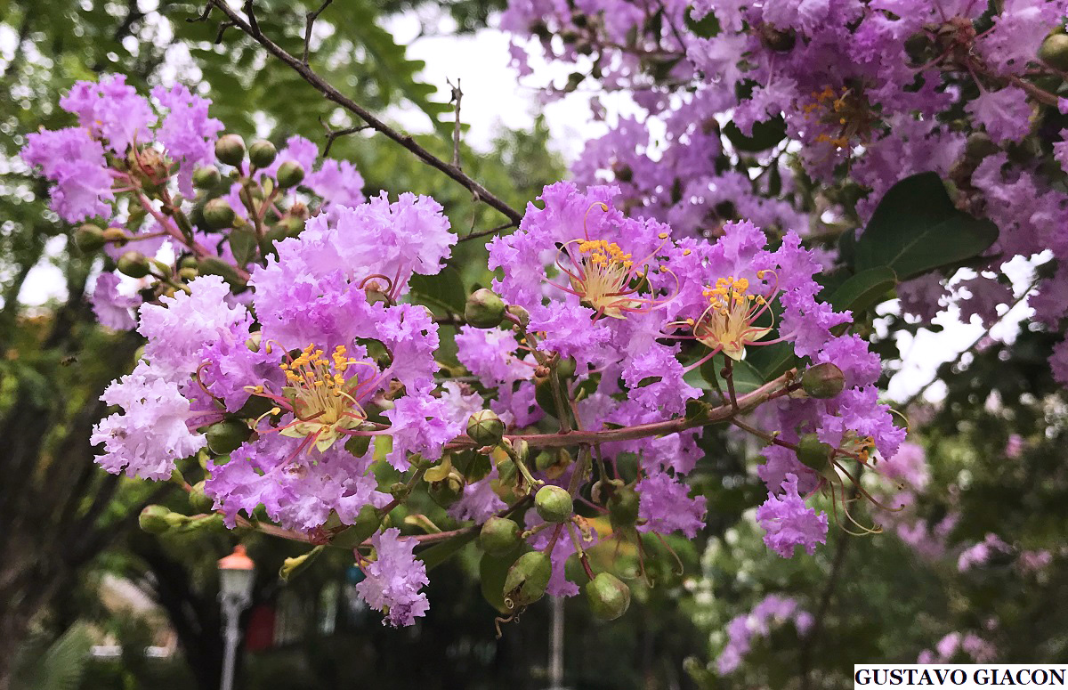Viveiro Ciprest - Plantas Nativas e Exóticas: Resedá Lilás ou Roxo ...