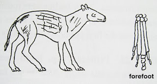 PALEO & GEO TOPICS: Comments by R. L. Squires: Eohippus: One of the ...